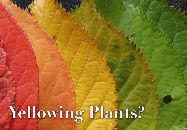 Top 5 Reasons Why Your Plants Are Yellowing - Seedles