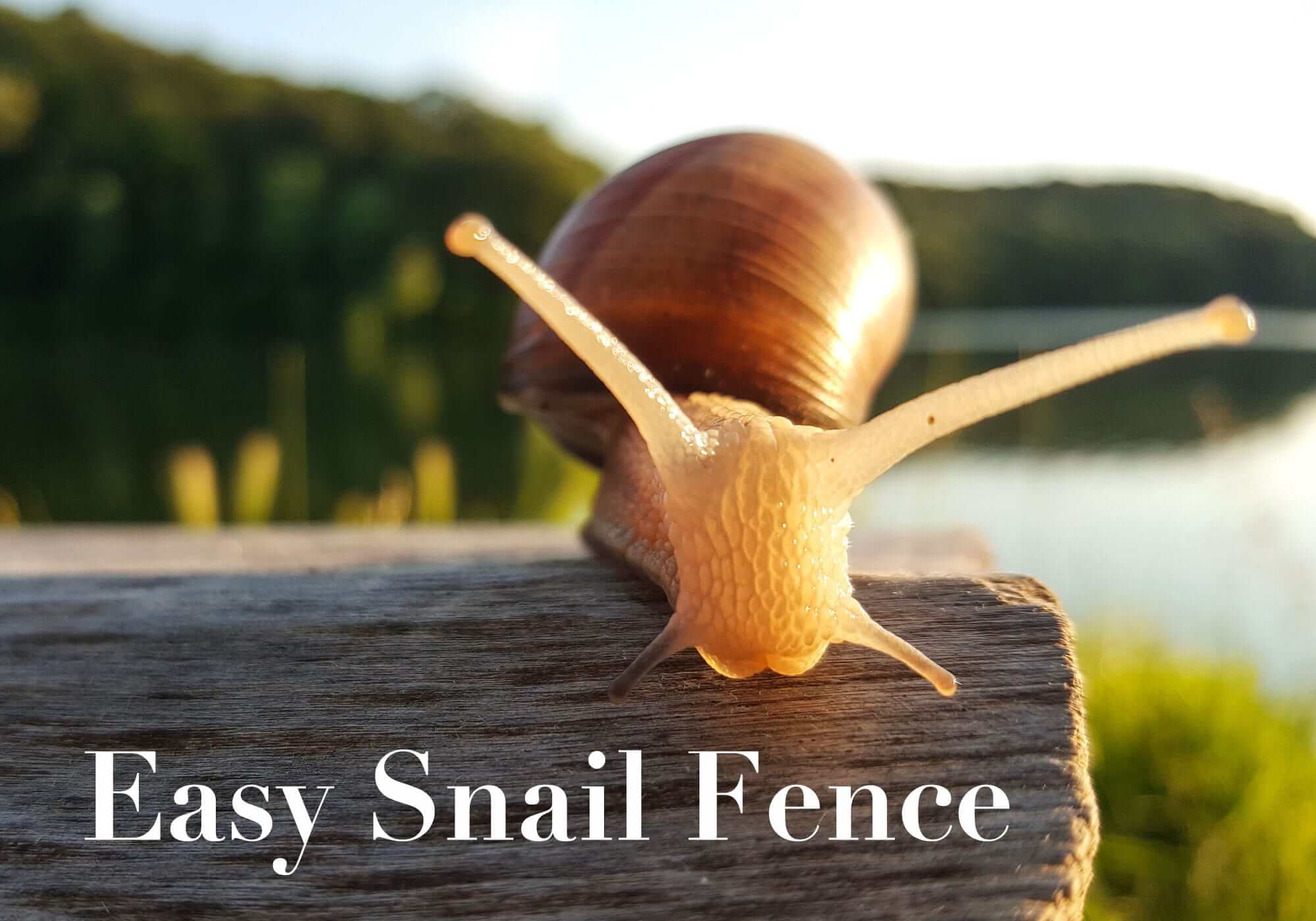 Hold The Line! No Chemical, Non Toxic Snail Fence To Protect Your Gard ...