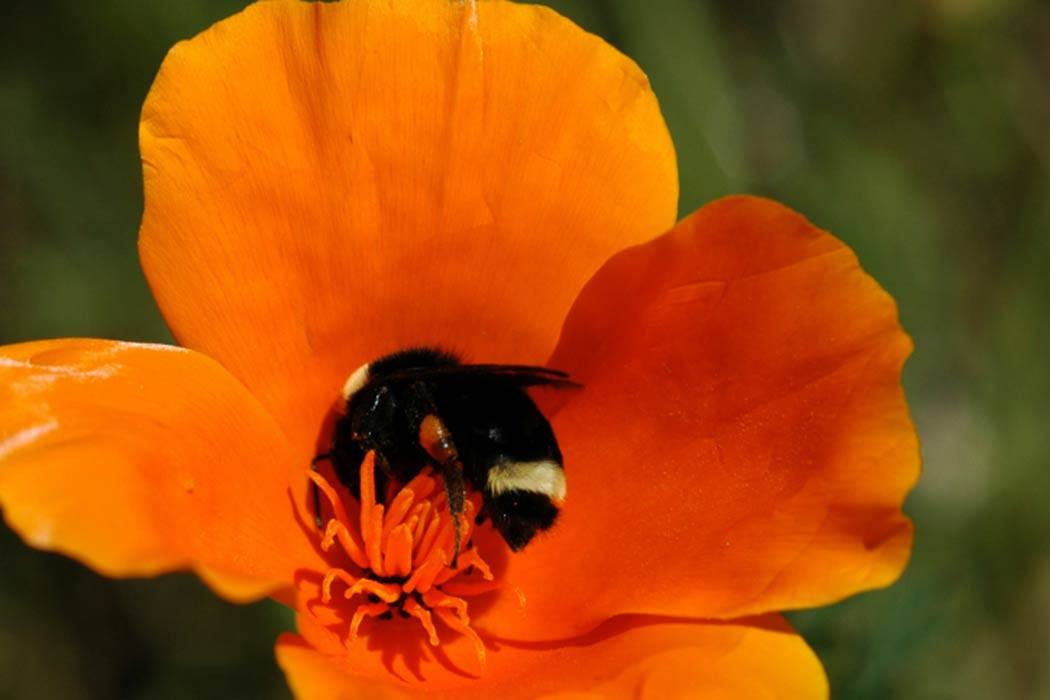 California Poppy Seedles - Seed Balls & Seed Bombs